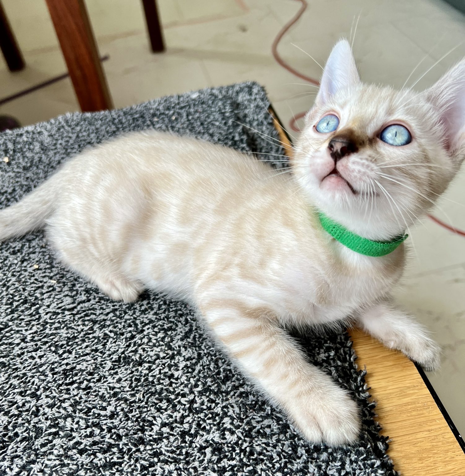 Meet the Bengal Cat: The Exotic, Wild-Looking Pet Taking Over Homes ...