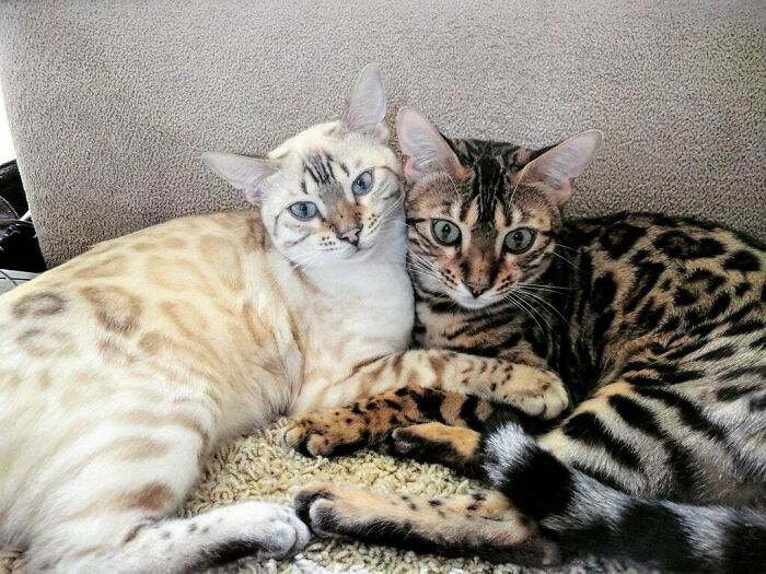 Meet the Bengal Cat: The Exotic, Wild-Looking Pet Taking Over Homes ...