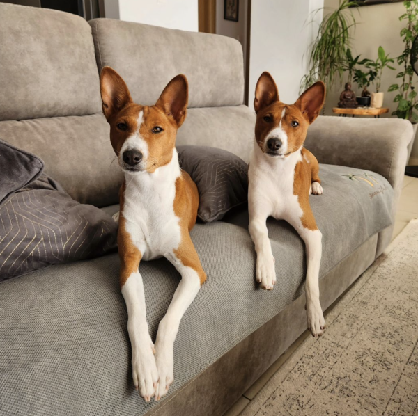 Basenji Dogs: Exploring the Barkless Wonder of the Canine World