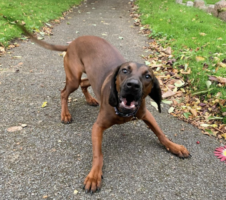 Bavarian Mountain Hound Breed Information