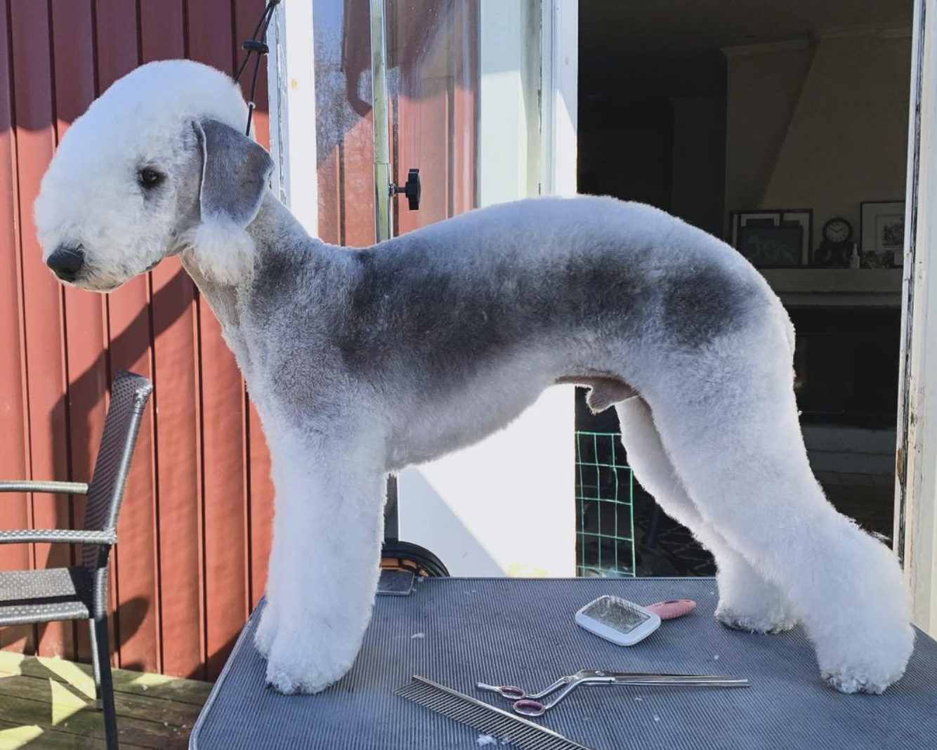 The Bedlington Terrier: A Complete Guide to This Unique and Elegant Breed