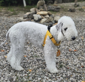 The Bedlington Terrier: A Complete Guide to This Unique and Elegant Breed