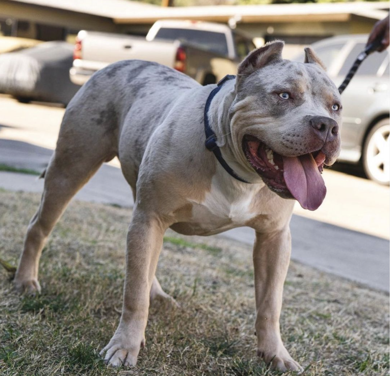 XL Bully: The Gentle Giants with an undeserved reputation