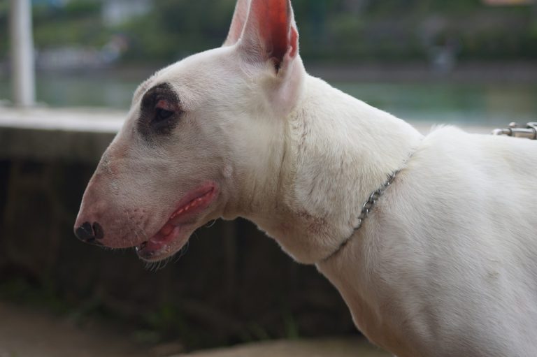 Thinking About an English Bull Terrier? Here’s What You Should Know ...
