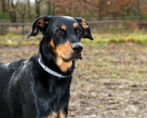 Beauceron Characteristics, History, and Care: A Comprehensive Guide
