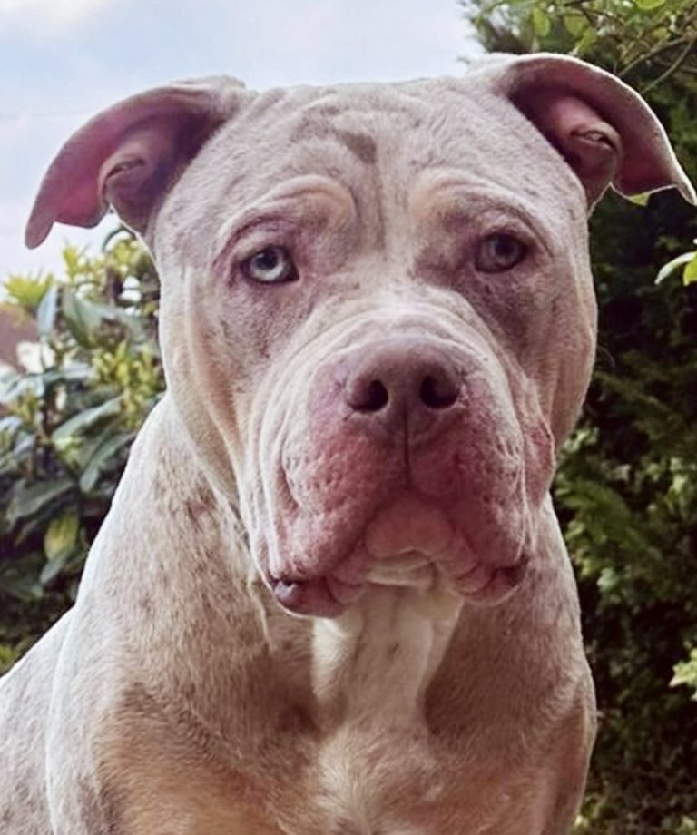 XL Bully: The Gentle Giants with an undeserved reputation