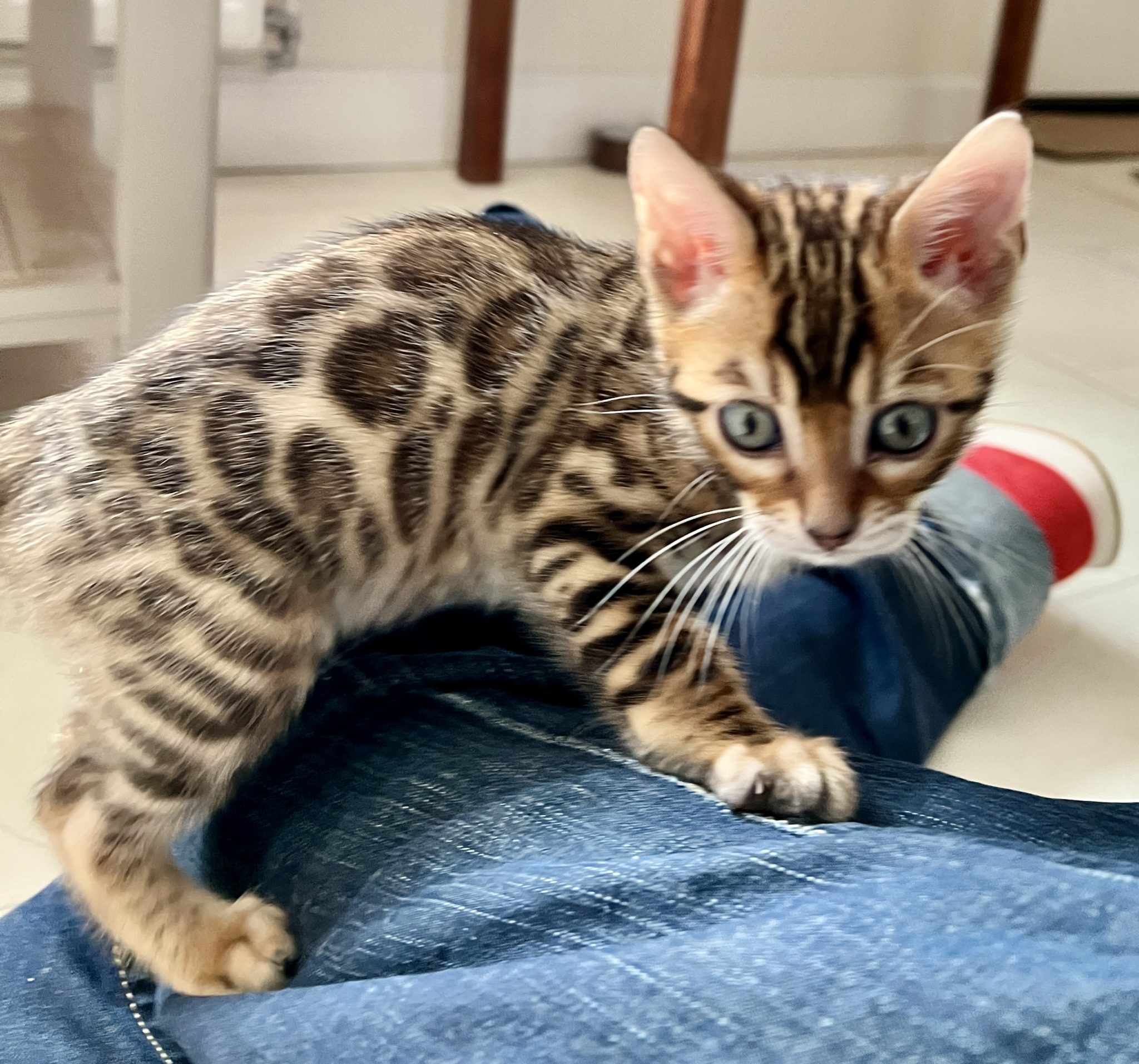 Bengal Cats Markings Patterns and Colours Explained