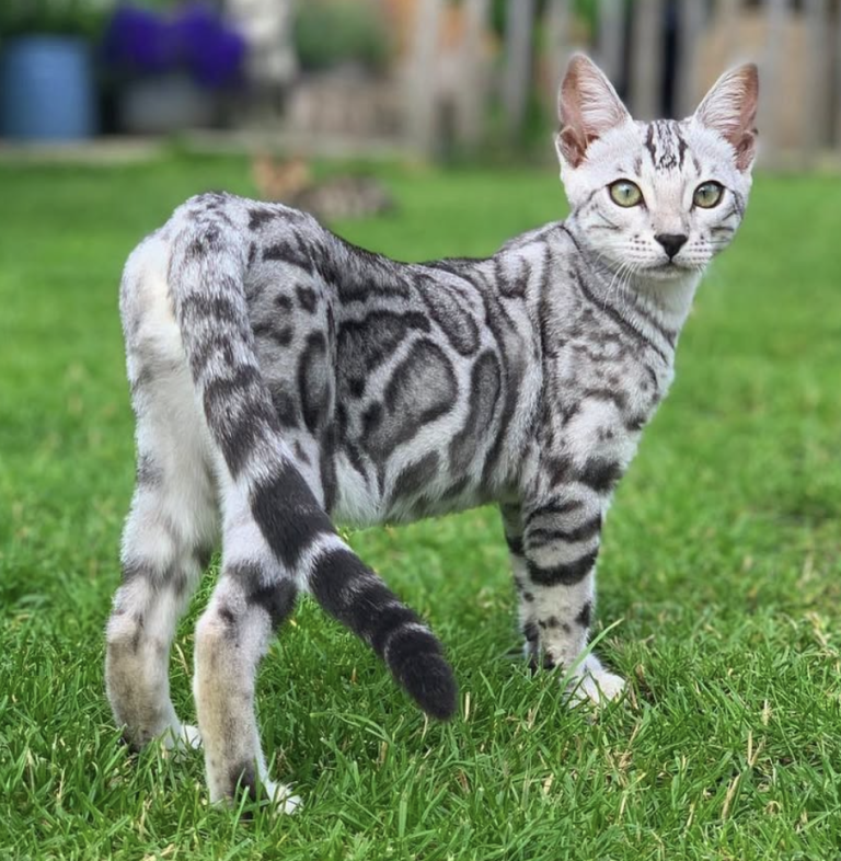 Bengal Cats Markings Patterns and Colours Explained
