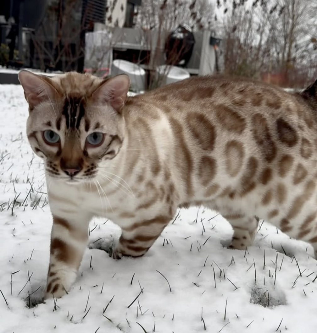 Bengal Cats Markings Patterns and Colours Explained