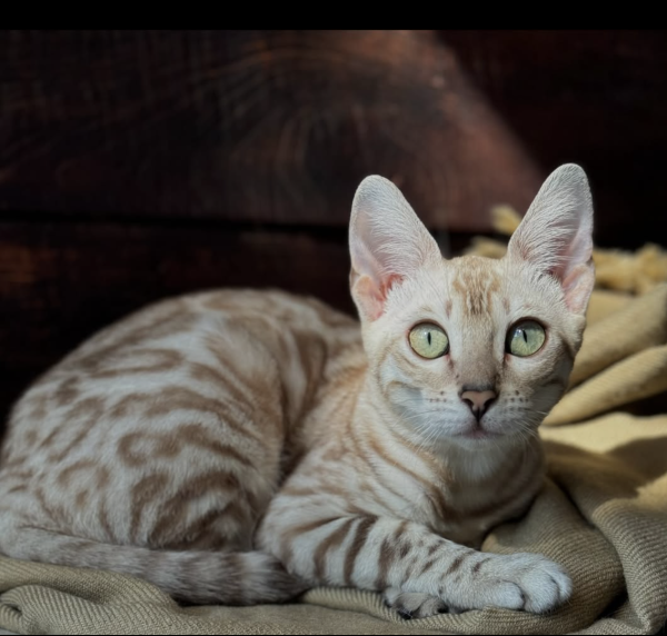 Bengal Cats Markings Patterns and Colours Explained
