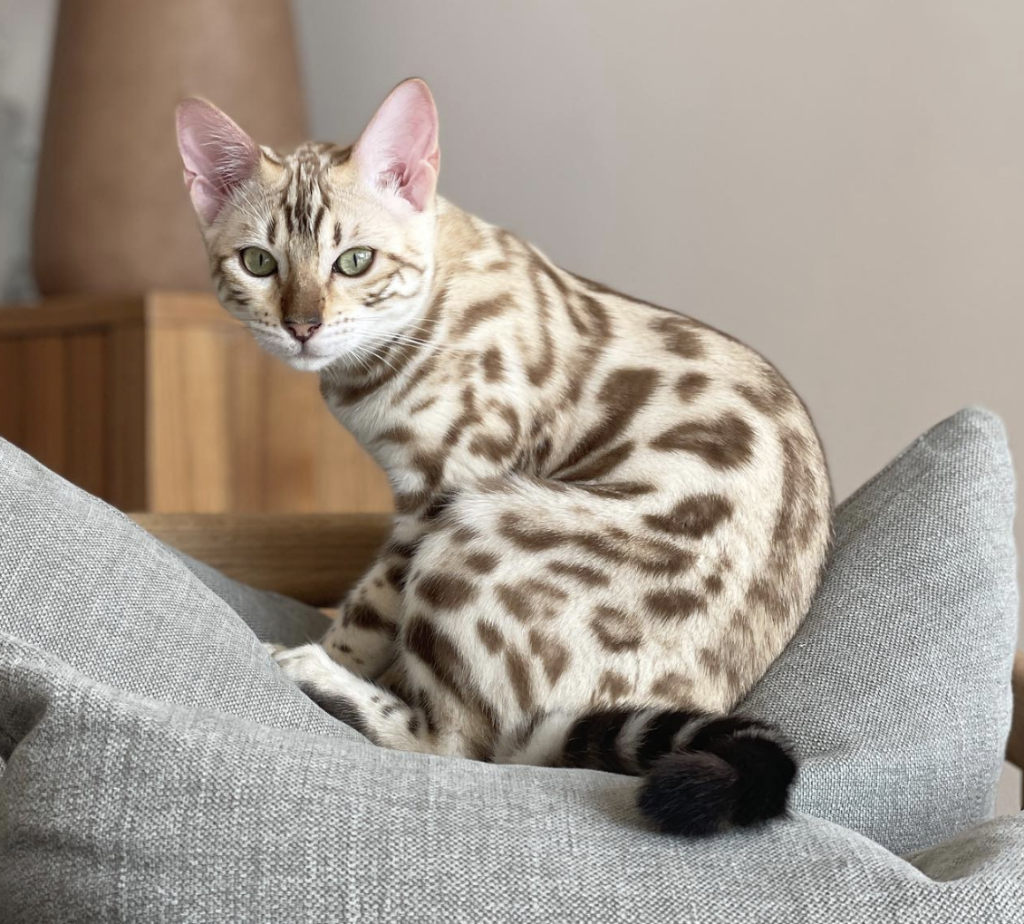 Bengal Cats Markings Patterns and Colours Explained
