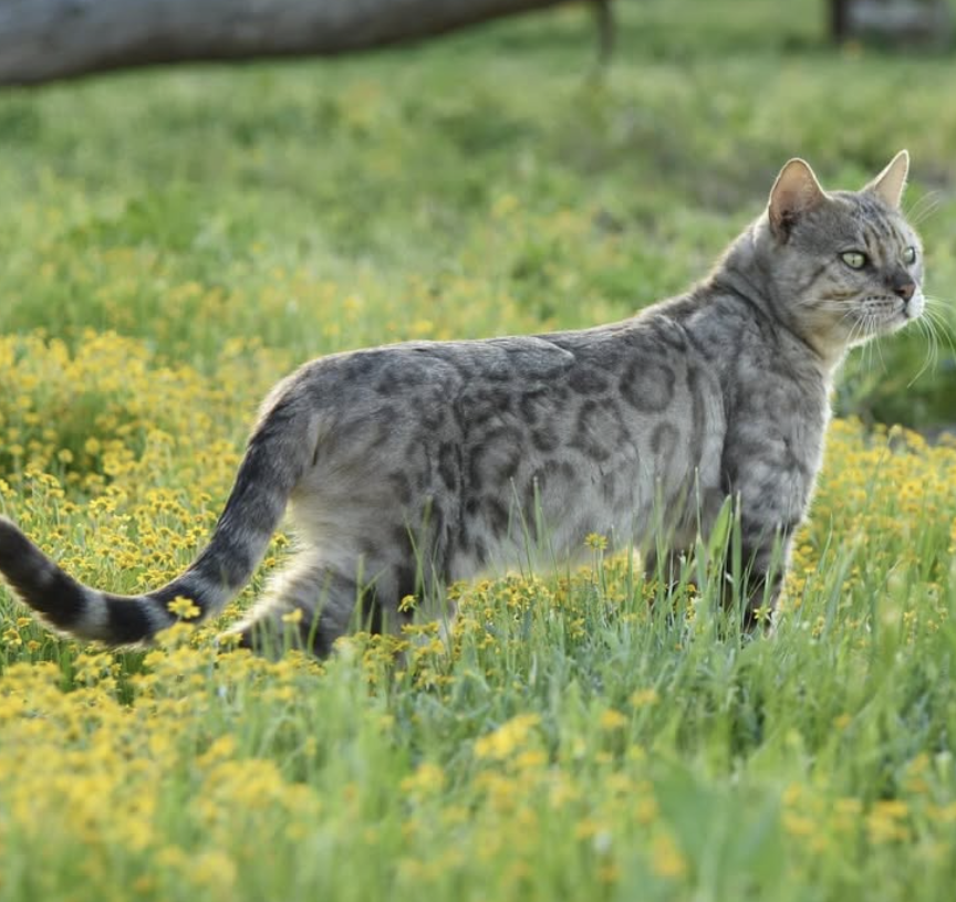 Bengal Cats Markings Patterns and Colours Explained