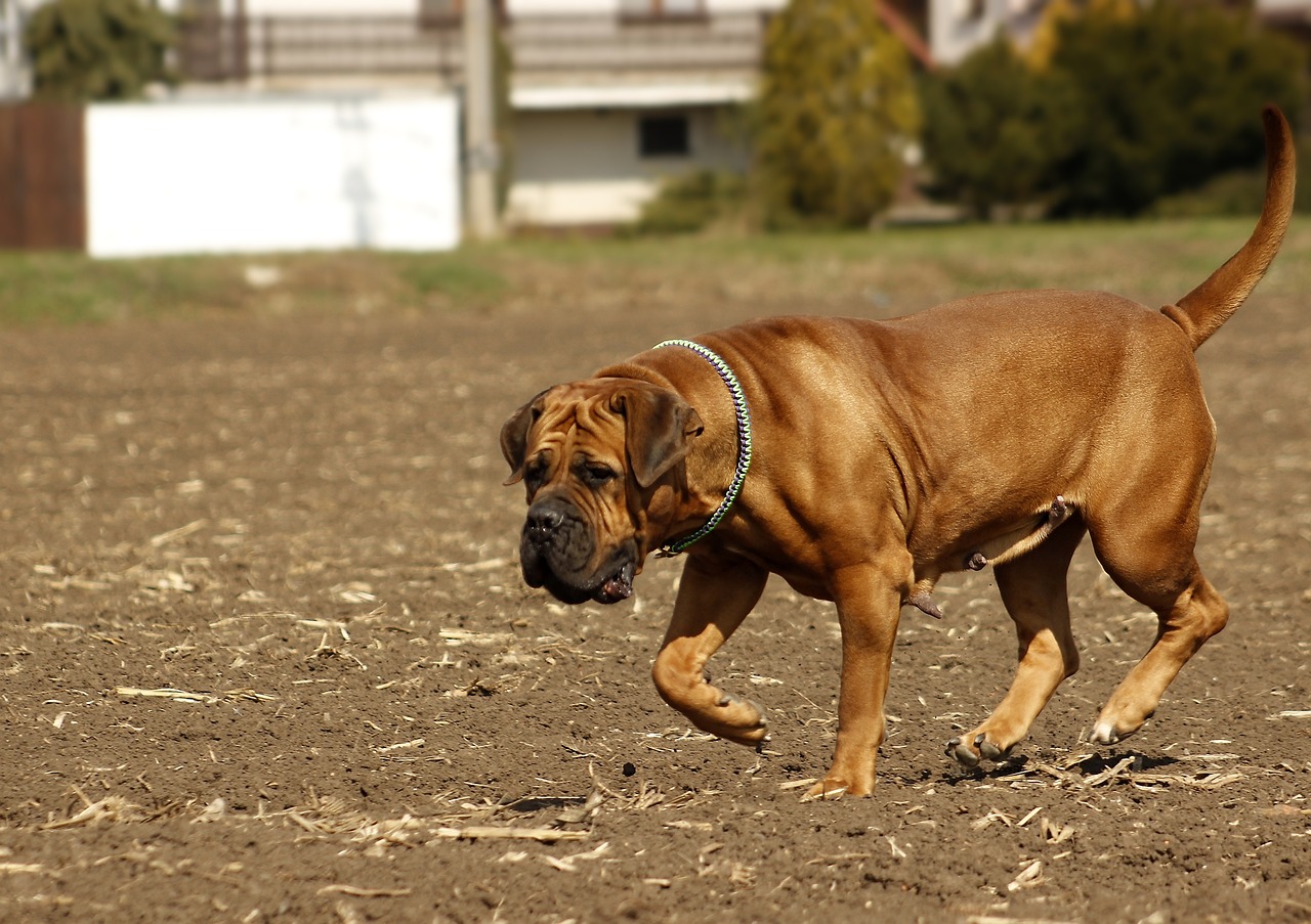 Boerboel Dog Breed Guide: History, Traits, and Care Tips