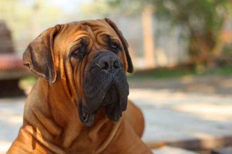 Boerboel Dog Breed Guide: History, Traits, and Care Tips