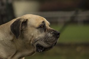 Boerboel Dog Breed Guide: History, Traits, and Care Tips