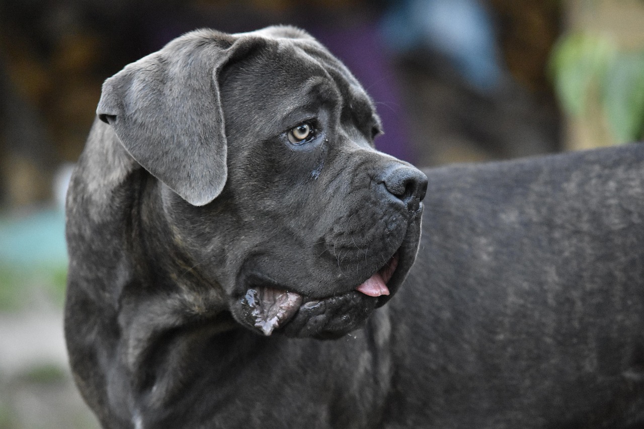 Cane Corso: A Loyal, Intelligent, and Fearless Protector
